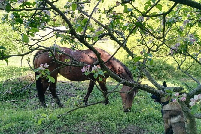 Horse ride in the Mugello (transfer from / to Florence) and Tuscan aperitif - Practical Details & Value