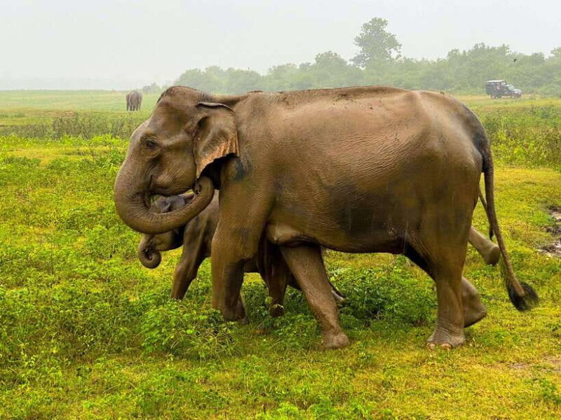 Hurlu eco park safari with jeep & Entrance ticket - In-Depth Look at the Hurlu Eco Park Safari Experience