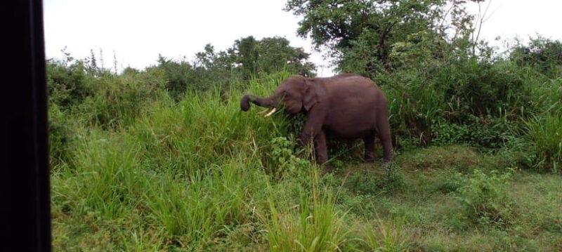 Hurulu Eco Park Safari - The Itinerary: What to Expect