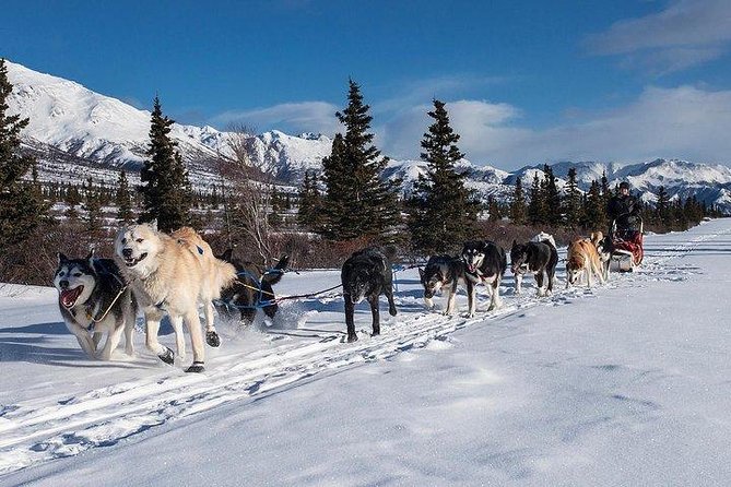 Husky Ride Private Tour from Krakow - The Value and Practical Considerations