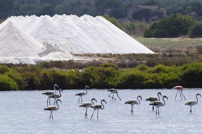 Ibiza Island Tour: Punta Arabi Local Market - Transport and Guides: Why They Matter