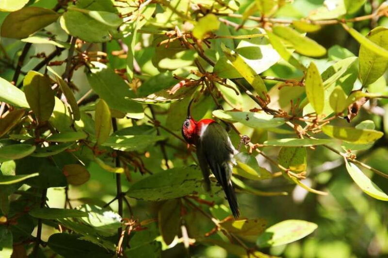 Johor: Desaru Coast Birdwatching Tour - Itinerary Breakdown