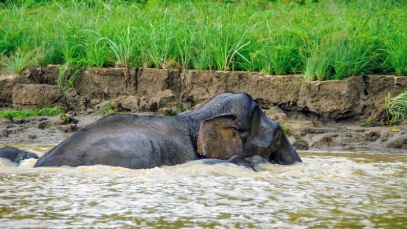 Kinabatangan River Trip from Sandakan with Lunch Included - The Value of the Experience