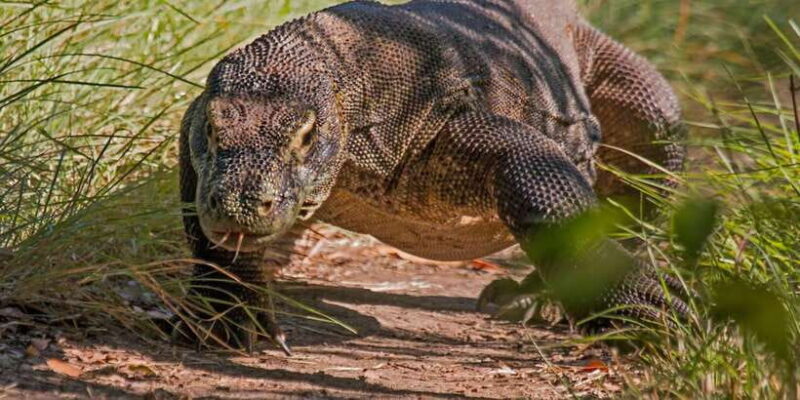 Komodo Islands: 2D1N Speedboat Tour, Land Tour & Hotel Stay - Detailed Exploration of the Itinerary