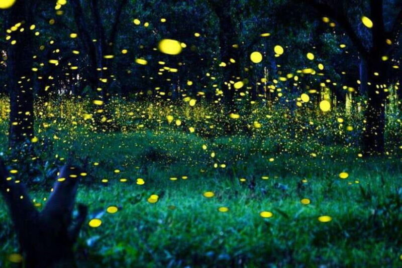 Kuala Lumpur: Fireflies Tour with Dinner and Hotel Pickup - Itinerary Breakdown: What You’ll Experience