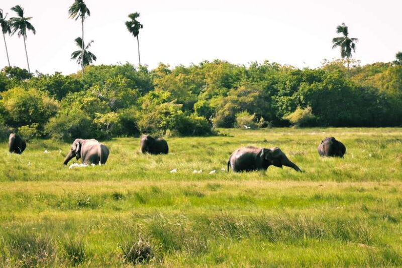 Kumana National Park : Private Half-Day Jeep Safari - Who Will Love This?