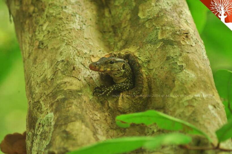 Langkawi: Kilim River Mangrove Safari Kayaking Tour - Who Will Enjoy This Experience Most?