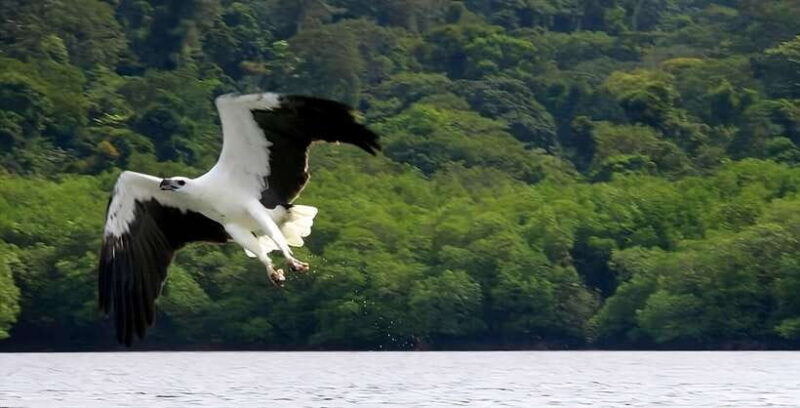 Langkawi: Mangrove Tour with Kilim Geoforest Park & Bat Cave - Who Is This Tour Best For?