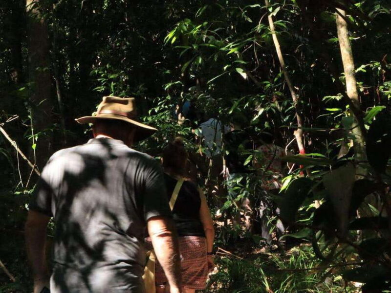 Langkawi: Morning Rainforest Walking Tour - Real Traveler Insights and Feedback