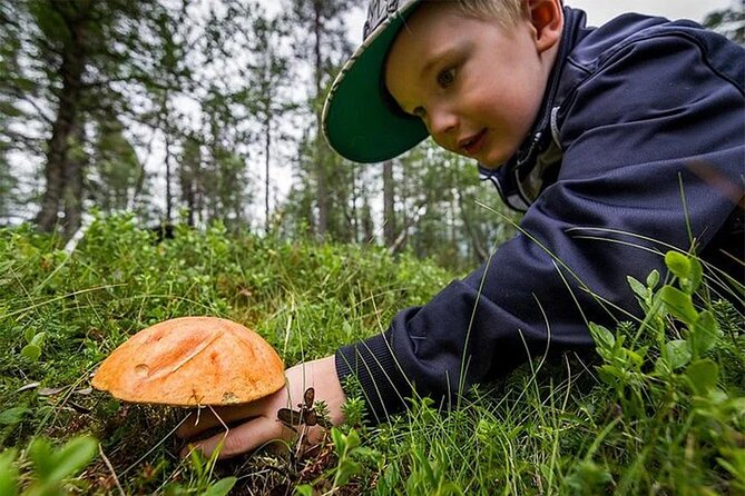 Lapland Berry Day Experience - Transportation and Group Size