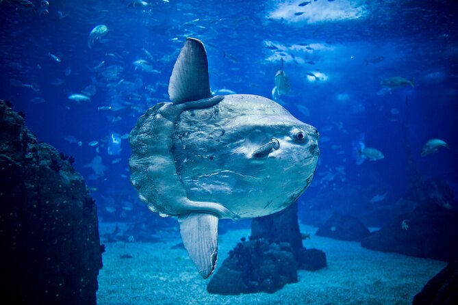 Lisbon Hop-On Hop-Off Bus and Boat Tour with Oceanário Ticket - The Sum Up