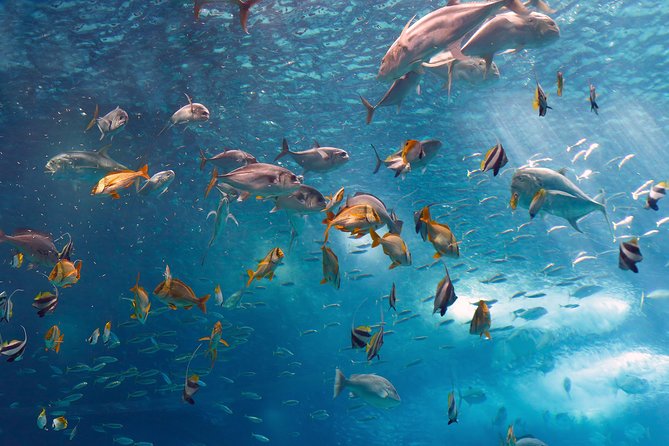 Lisbon Oceanarium and Belém and Modern Lisbon bus Hop On Hop Off Tours 48h - Final Thoughts