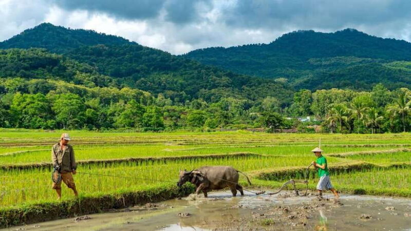 Living Land Farm Rice Experience - Who Will Love This Tour?