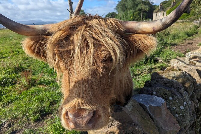 Loch Lomond, Highland Cows, Victorian Town, Kelpies Half-Day Tour - Who Should Consider This Tour?