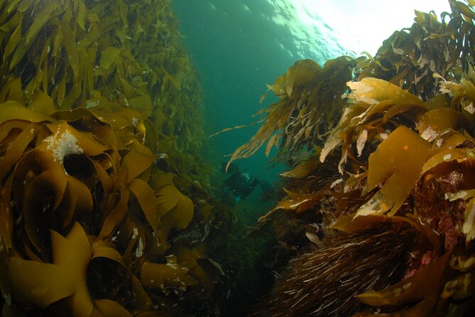 Lofoten Grand Canyon Snorkeling Tour - Why This Tour Offers Great Value