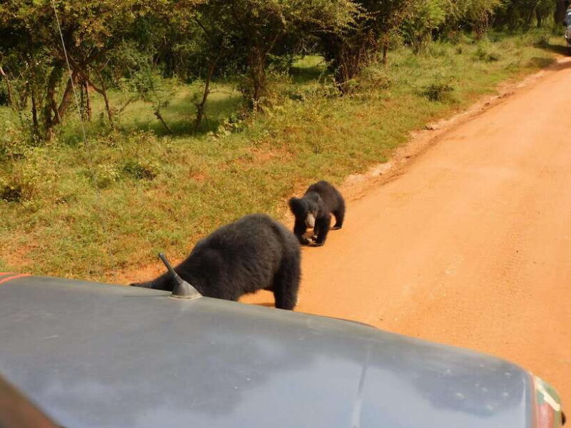 Luxury Yala Safari Tours : PRIVATE Wildlife Experience - The Itinerary in Detail