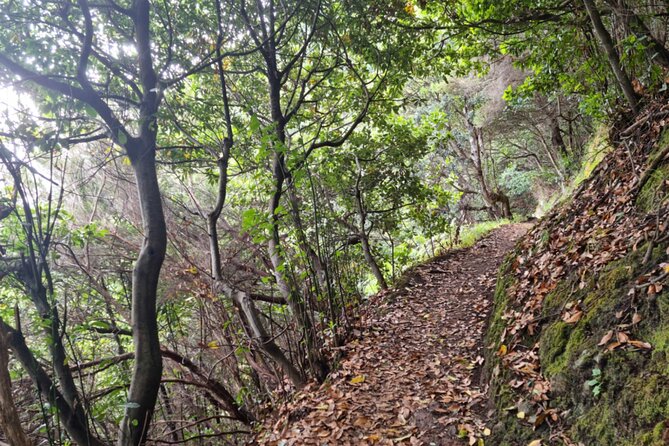 Madeira Porto da Cruz to Machico Self Hiking Tour with Transfer - Why This Tour Stands Out