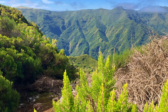 Madeira: Private Guided Walk Vereda Fanal PR13 - Who Should Book This Tour?