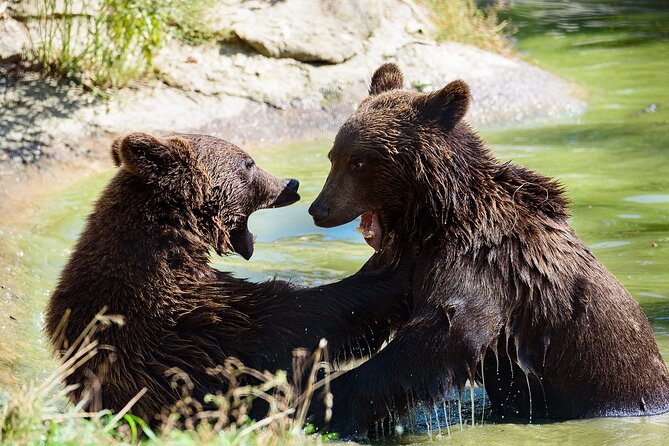 Meet the Free Bears and visit Dracula's Castle in a Day Trip from Bucharest - The Itinerary — Step by Step