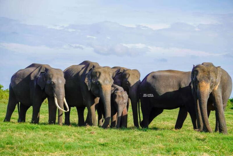 Minneriya: National Park Elephant Safari with Hotel Pickup - What to Expect and Why It Matters