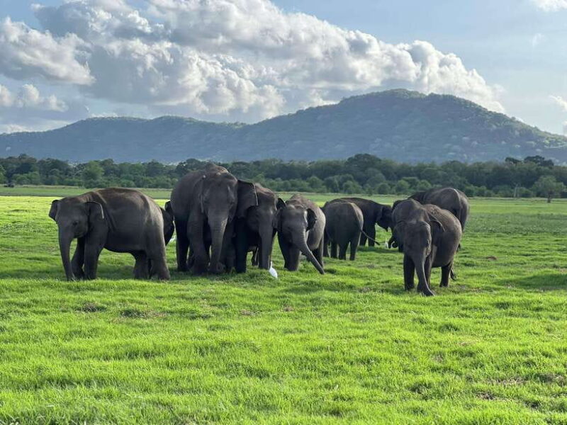 Minneriya National Park Private Jeep Safari Sri Lanka - Detailed Breakdown of the Itinerary