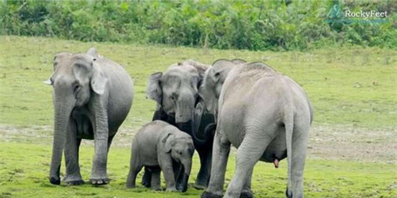 Minneriya:Jeep Safari From Kandy - Analyzing the Value