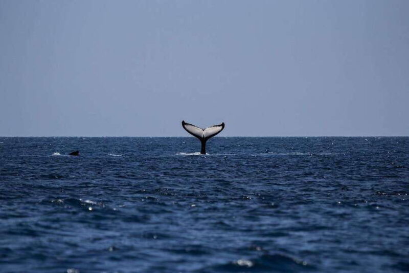 Mirissa: Luxury Sailing Boat Dolphin and Whale Watching - The Sum Up