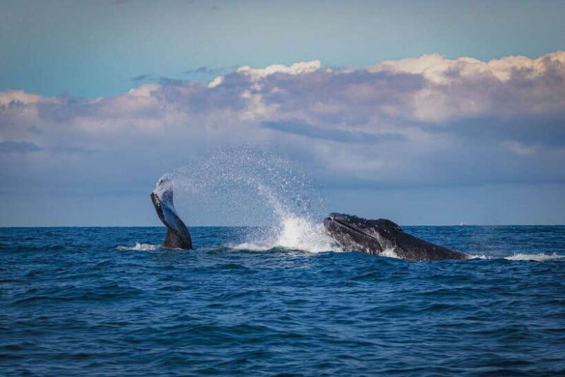 Mirissa: Snorkelling with Whales and Marine Life - The Morning Routine: Pickup and Departure