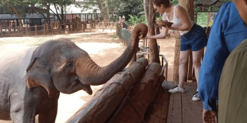 Mirissa: Udawalawe & YALA Safaris + lunch, Drop off: Ella - Practicalities and Considerations
