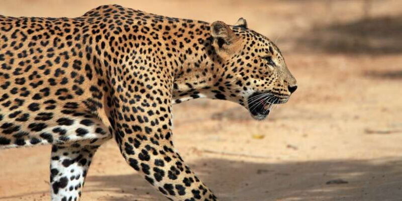 Mirissa, Weligama, or Galle: Transfer to Ella & Yala Safari - Starting Point and Logistics