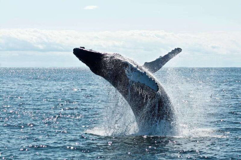 Mirissa: Whale Watching Tour From Colombo or Negombo - Who Should Consider This Tour?