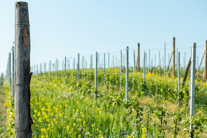 Monferrato (Asti): Wine Tour with light lunch picnic in the vineyards - Final Thoughts: Is It Worth It?