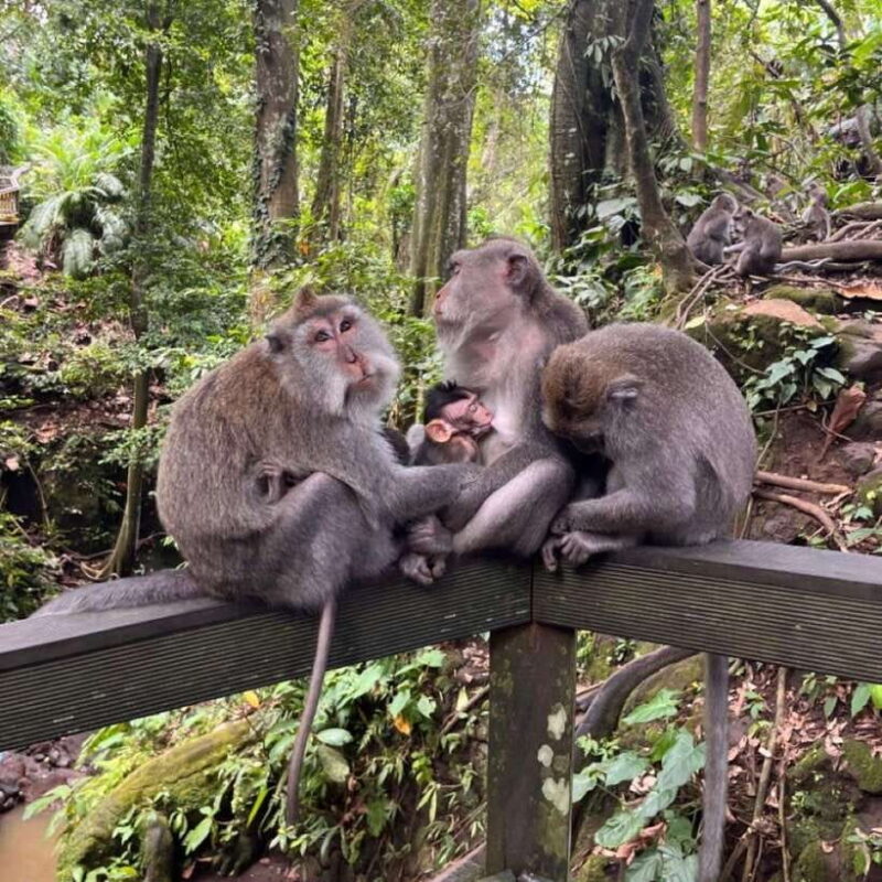North Bali: Monkey Forest -Waterfall- Rice Terrace-Ulun Danu - The Practicalities: What’s Included and What to Expect