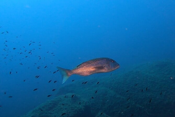 Open Water Diver course - Who Should Consider This Course?