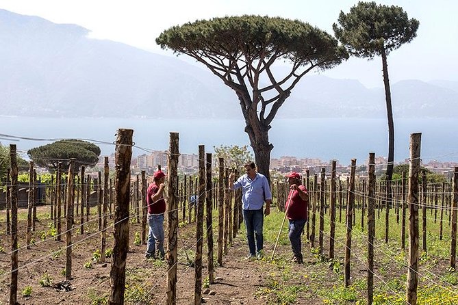Organic Wine Tasting & Lunch on Vesuvius with Transfer from Sorrento Peninsula - Potential Drawbacks to Consider