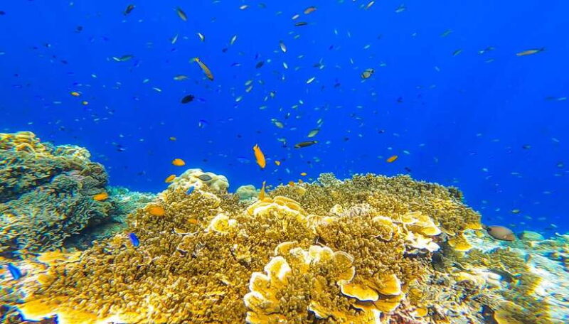 Oslob: Sumilon Sand Bar, Whale Sharks & Sardines Snorkeling - A Deep Dive into the Experience