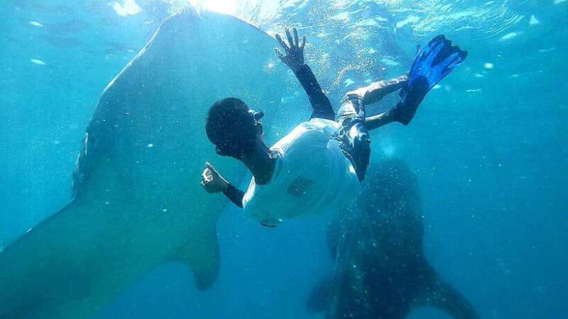 Oslob: Whale Shark Swim & Snorkeling Experience Tour - What to Expect on the Tour