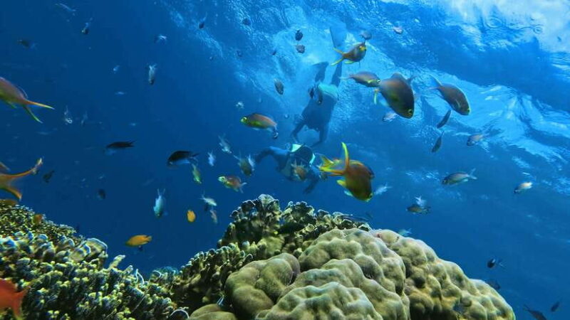 Oslob: Whaleshark Swimming, Inambakan Falls & Moalboal Tour - Transportation and Group Size