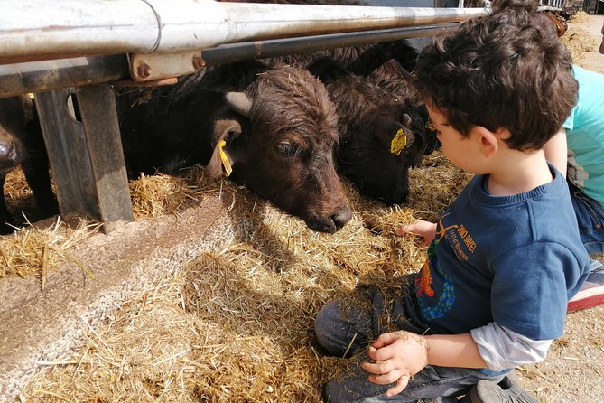 Paestum Traditions, Buffaloes, Ceramics, Temples - Practical Details and Price Analysis