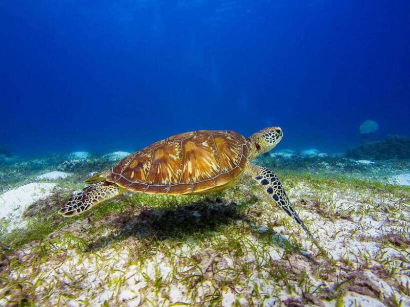 Pamilacan island: Dolphins, snorkel, lunch and walking tour - What to Expect: A Day of Marine Life and Cultural Encounters