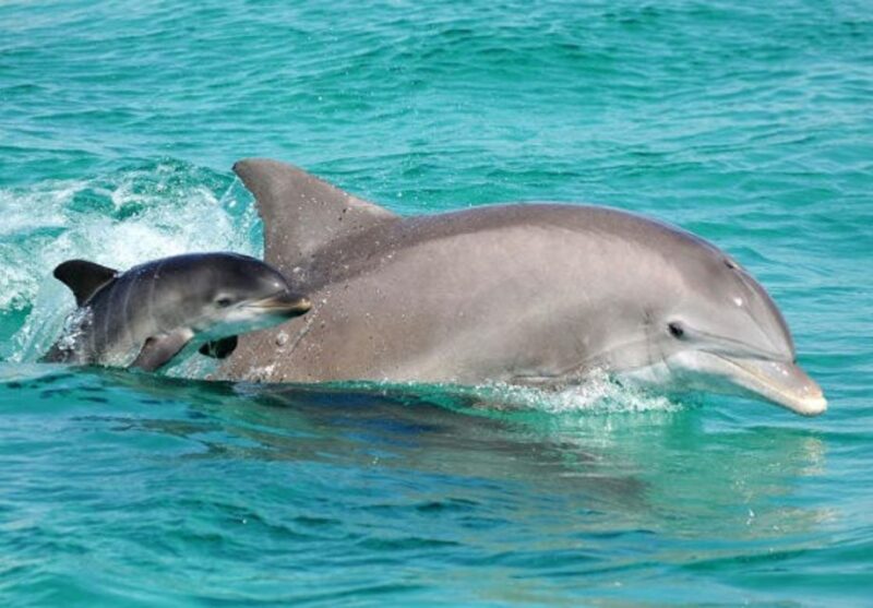 Panama City Beach: Dolphin Sightseeing Sail on the Footloose - Why This Tour Is Worth Considering