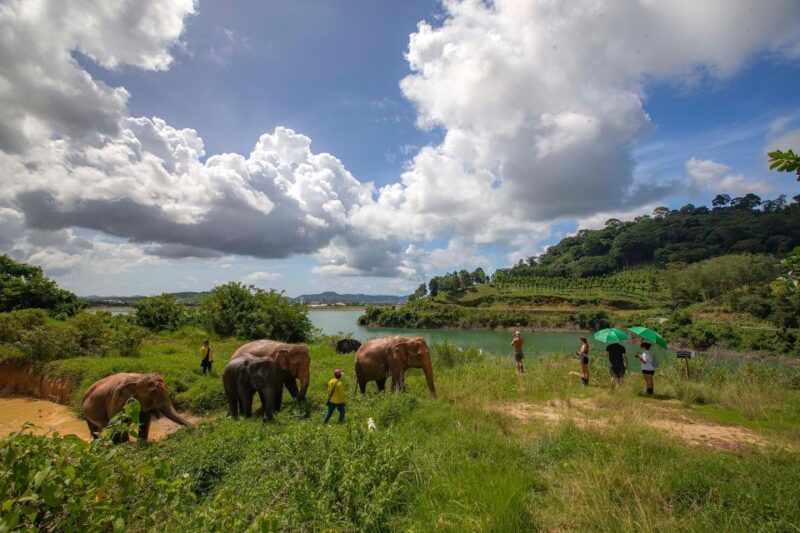 Phuket: Ethical Elephant Nature Park Visit with Lunch - The Itinerary Breakdown