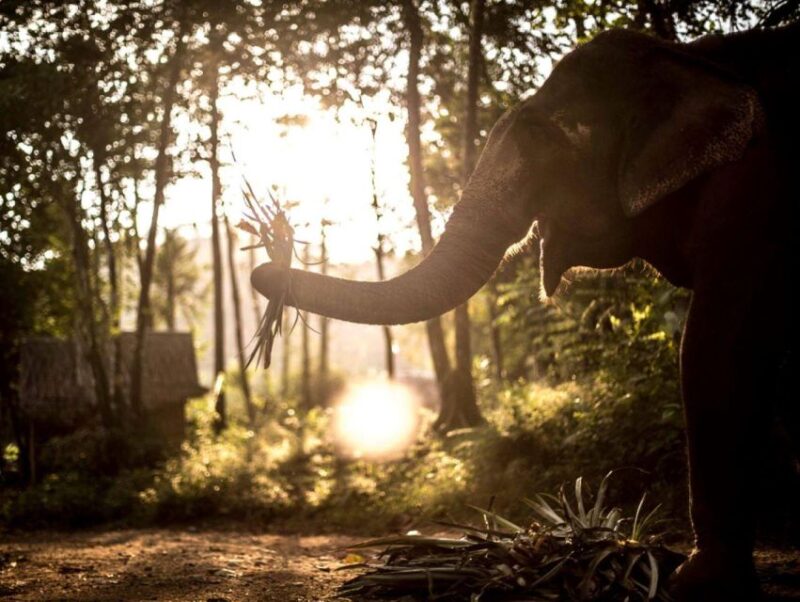 Phuket: Unique Dusk Ethical Elephant Sanctuary Experience - The Sum Up: Who should consider this tour?