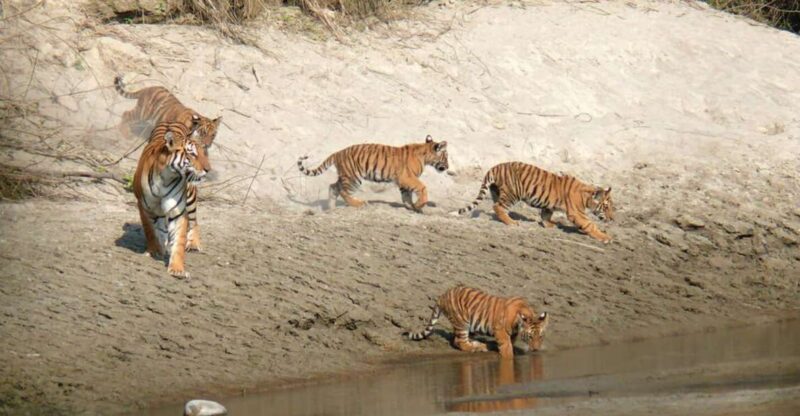 Pokhara: 1 Night 2 Day Chitwan Safari Tour - An In-Depth Look at the Chitwan Safari Experience