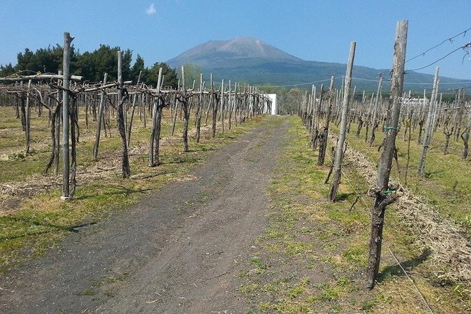 Pompeii-Wine tasting tour from Sorrento, licensed guide included - Why This Tour Works Well