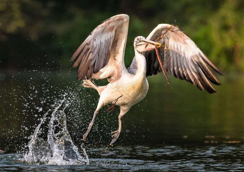 Prek Toal Birds Sanctuary & floating Village Private Tour - What to Expect on This Day