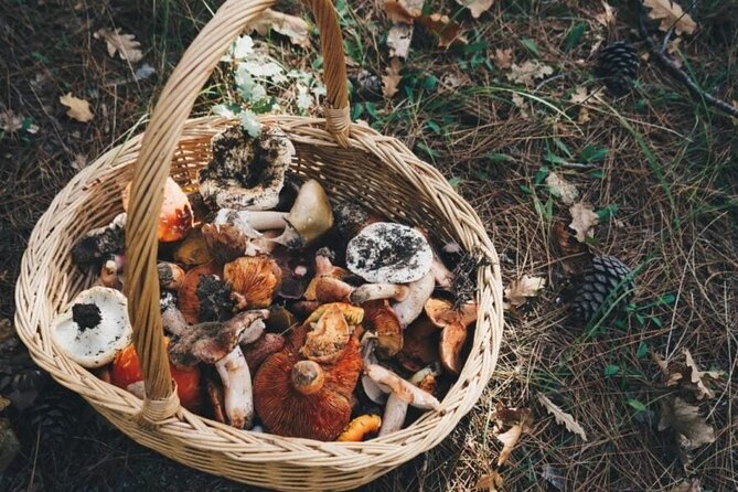 Private Daytrip for Truffle Mushroom Foraging and Wine Tasting - A Toast to Evia’s Finest Wines