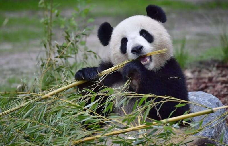 Private half day tour to Chengdu Panda Breeding Center - Detailed Breakdown of the Itinerary