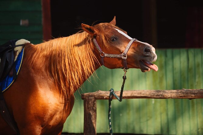 Private Horse Riding on the Beach in Riga - The Itinerary Breakdown