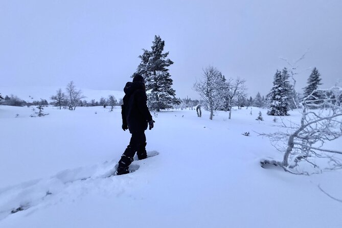 Private: Snowshoeing Safari in spectacular National Park - What to Expect from the Itinerary